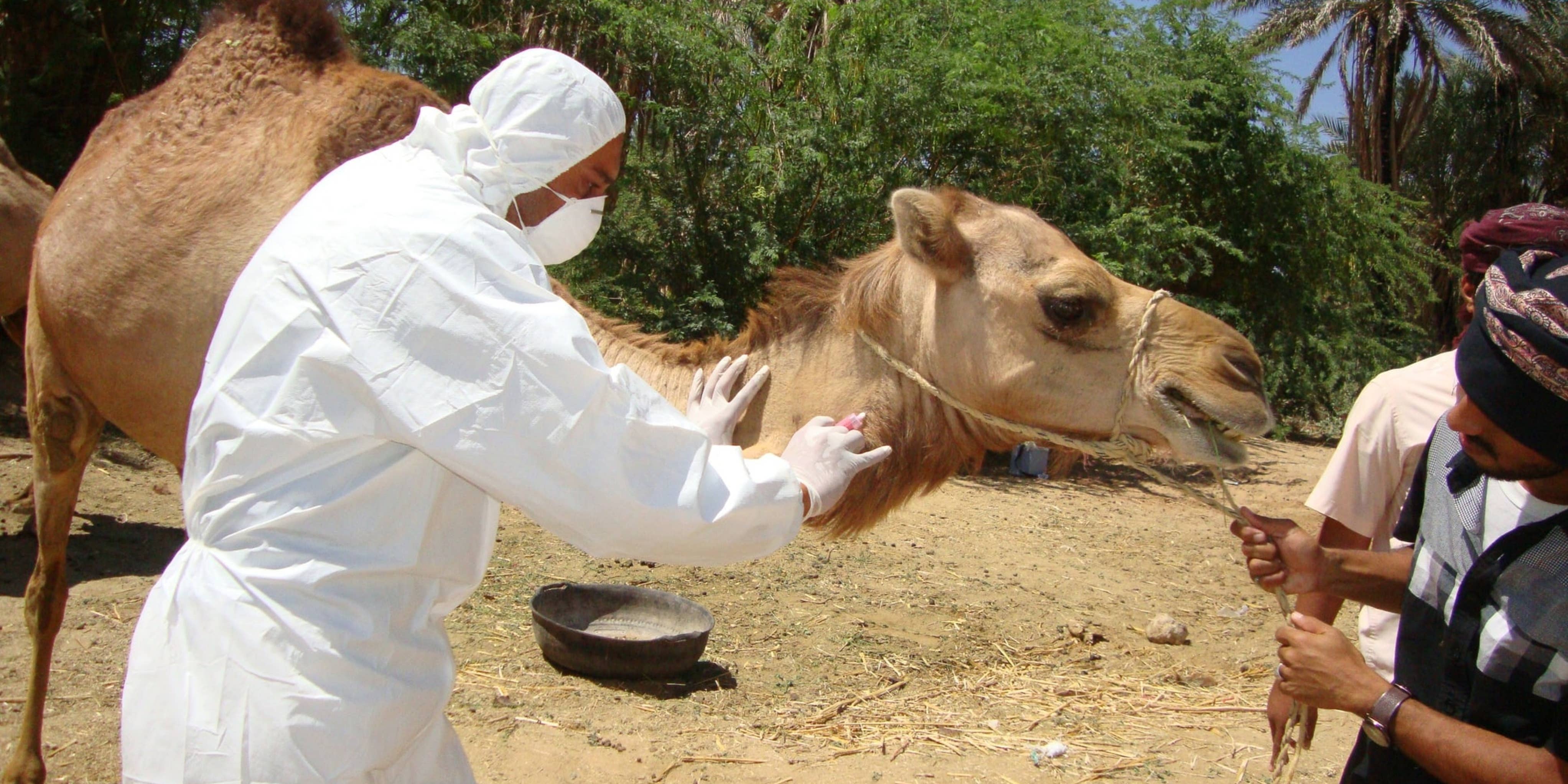 Animal Breeder Job Description