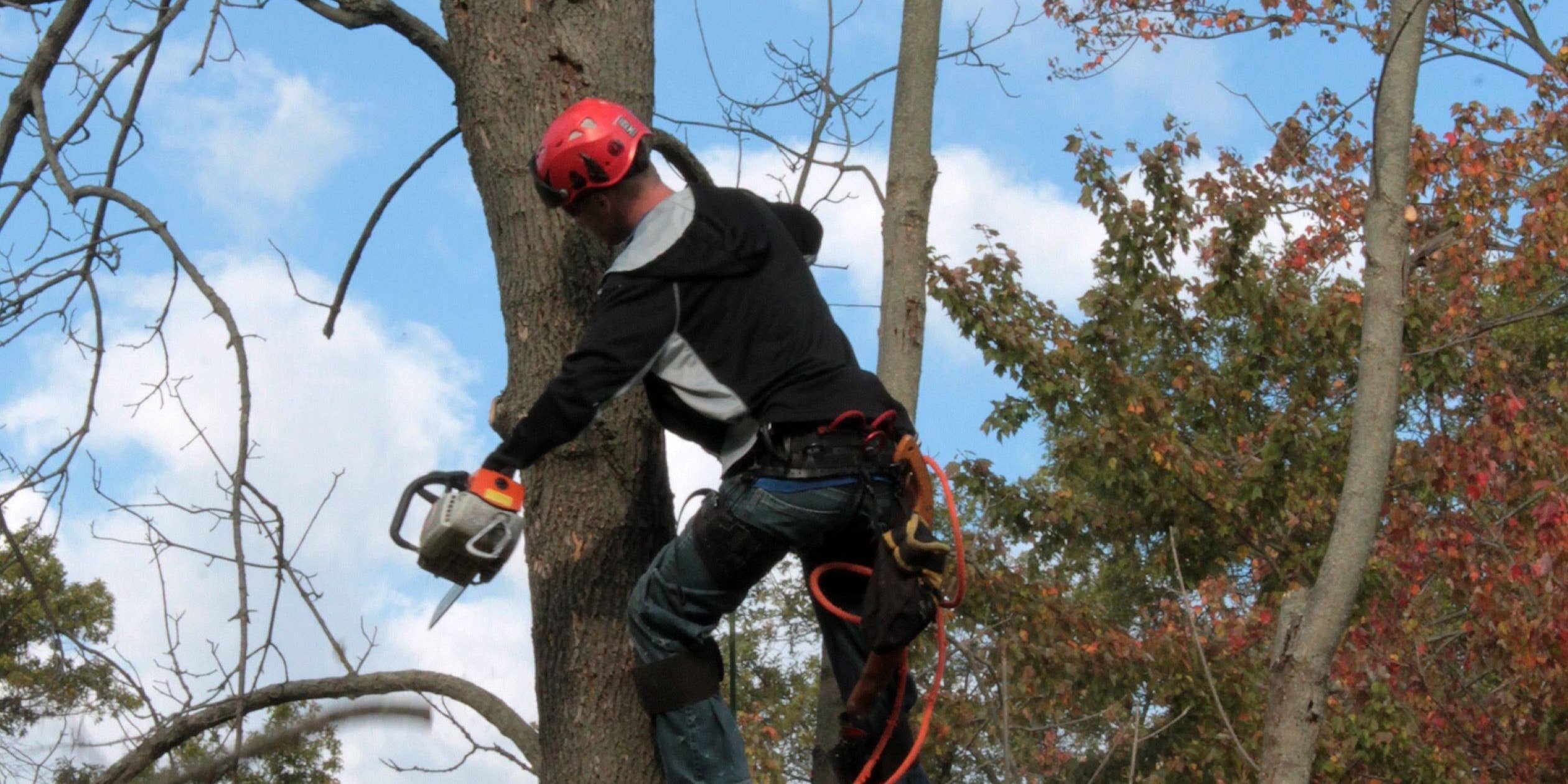Arborist Interview Questions
