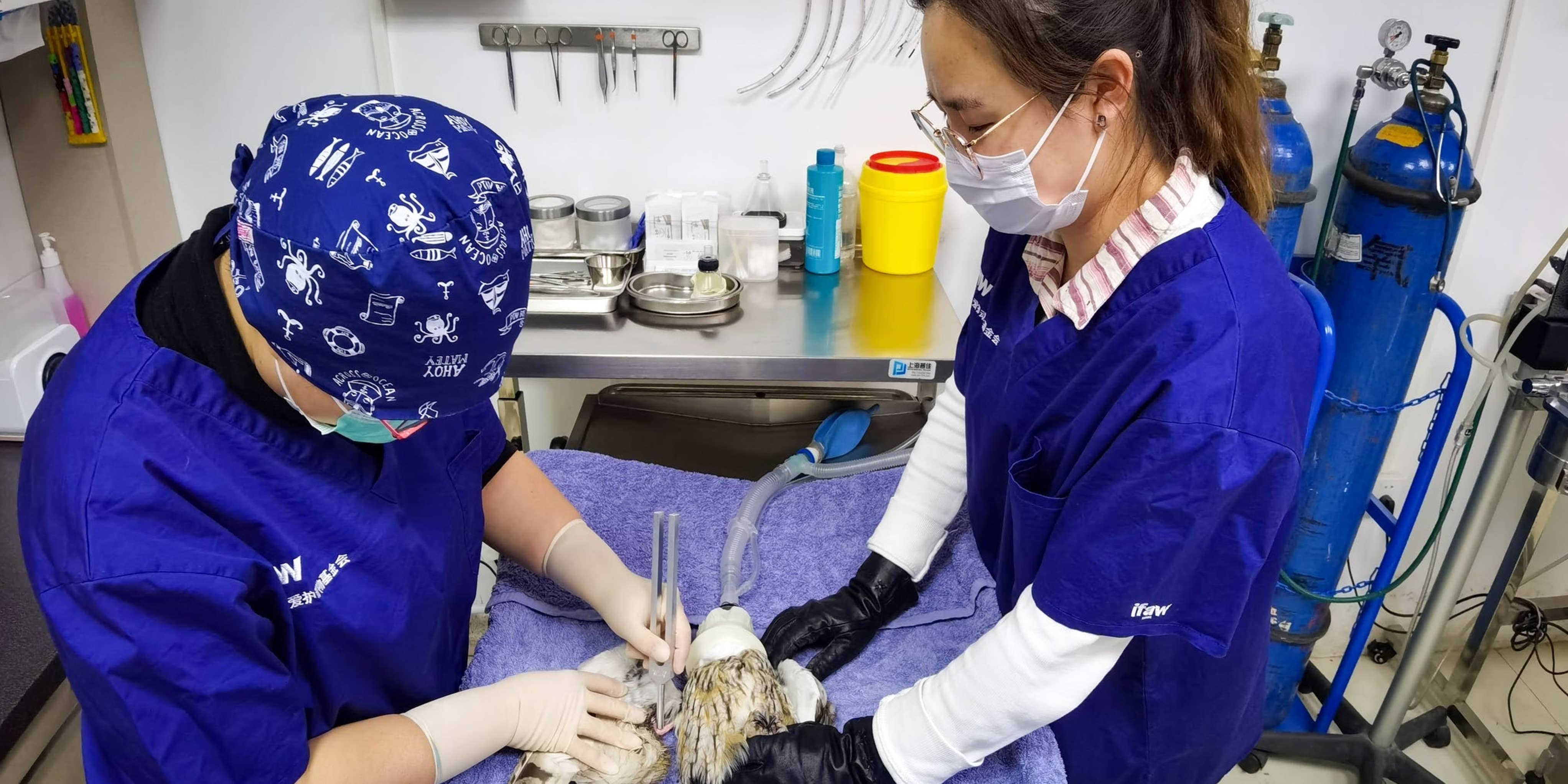 Associate Veterinarian Job Description