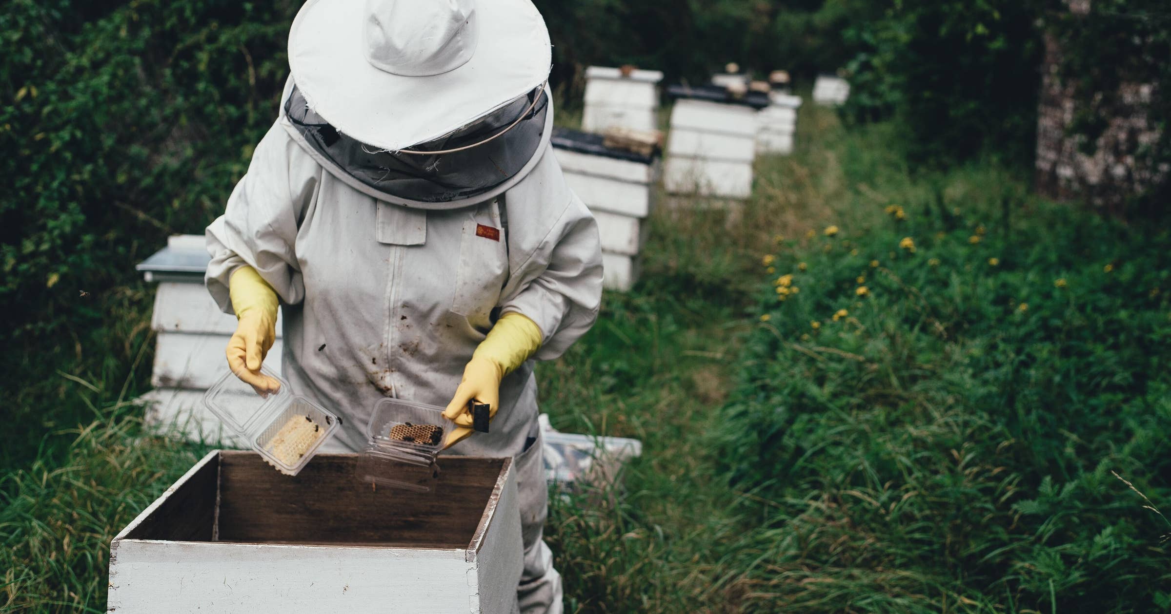 Beekeeper Interview Questions