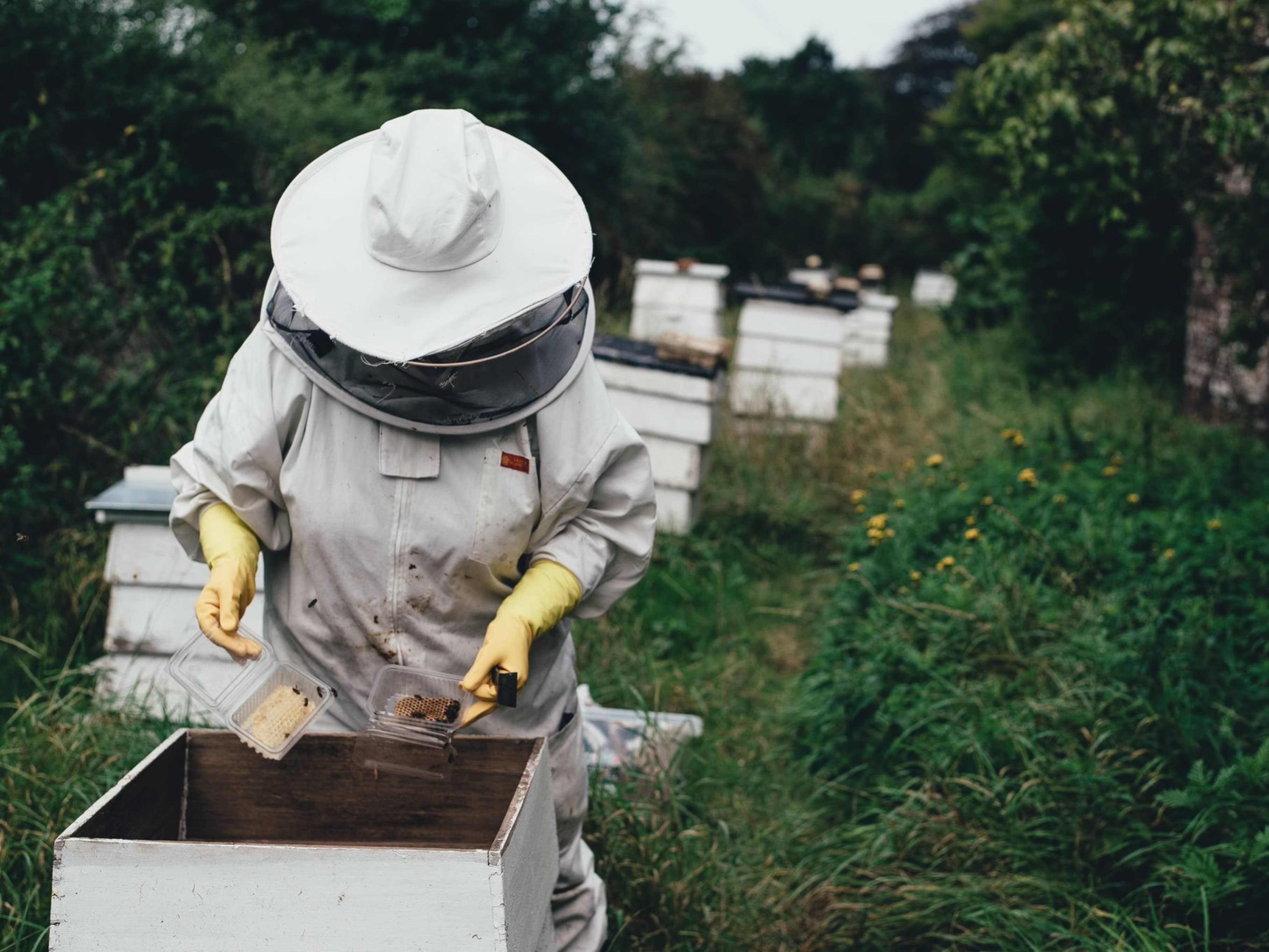 Beekeeper