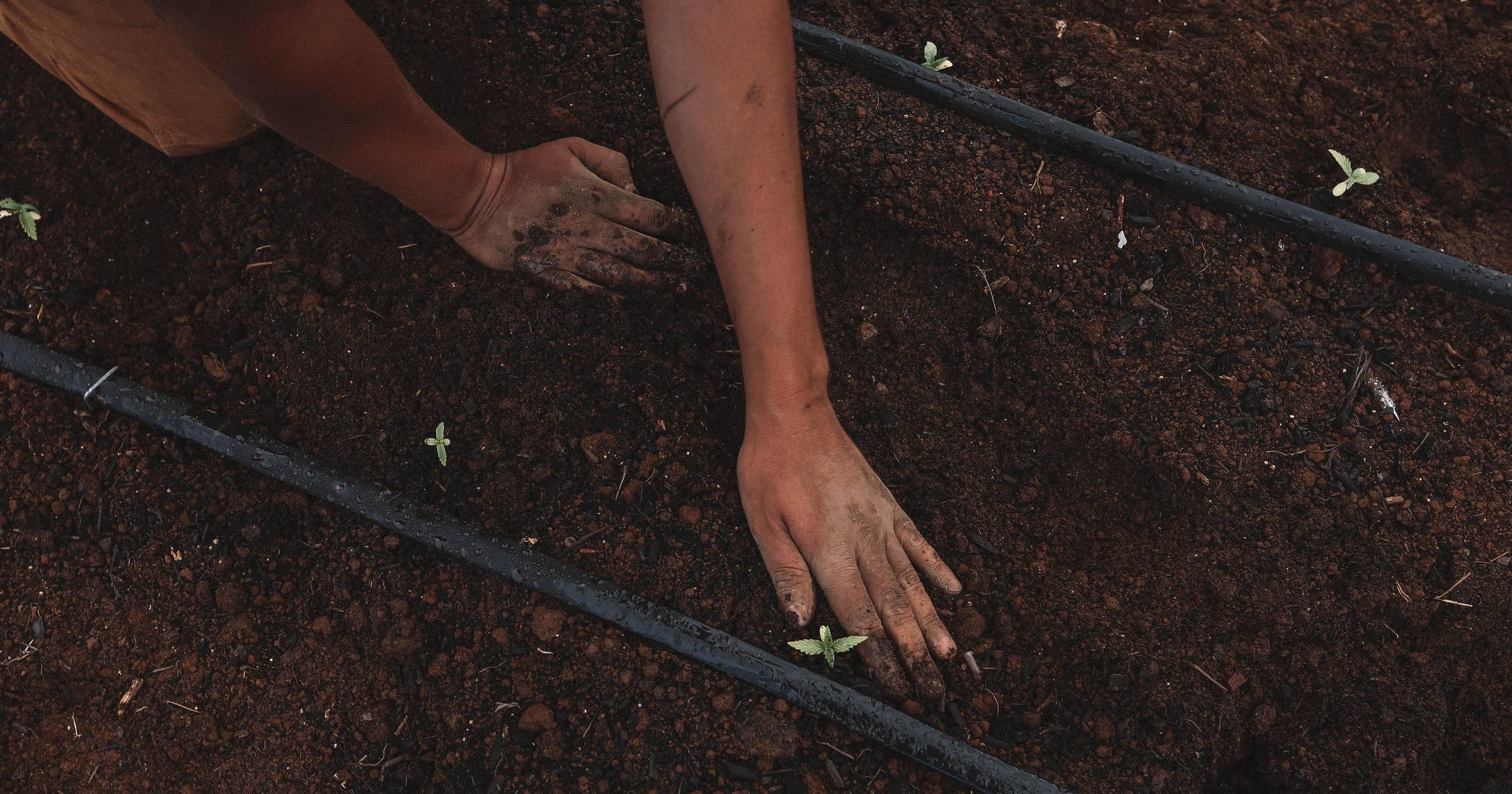 Master Grower Job Description