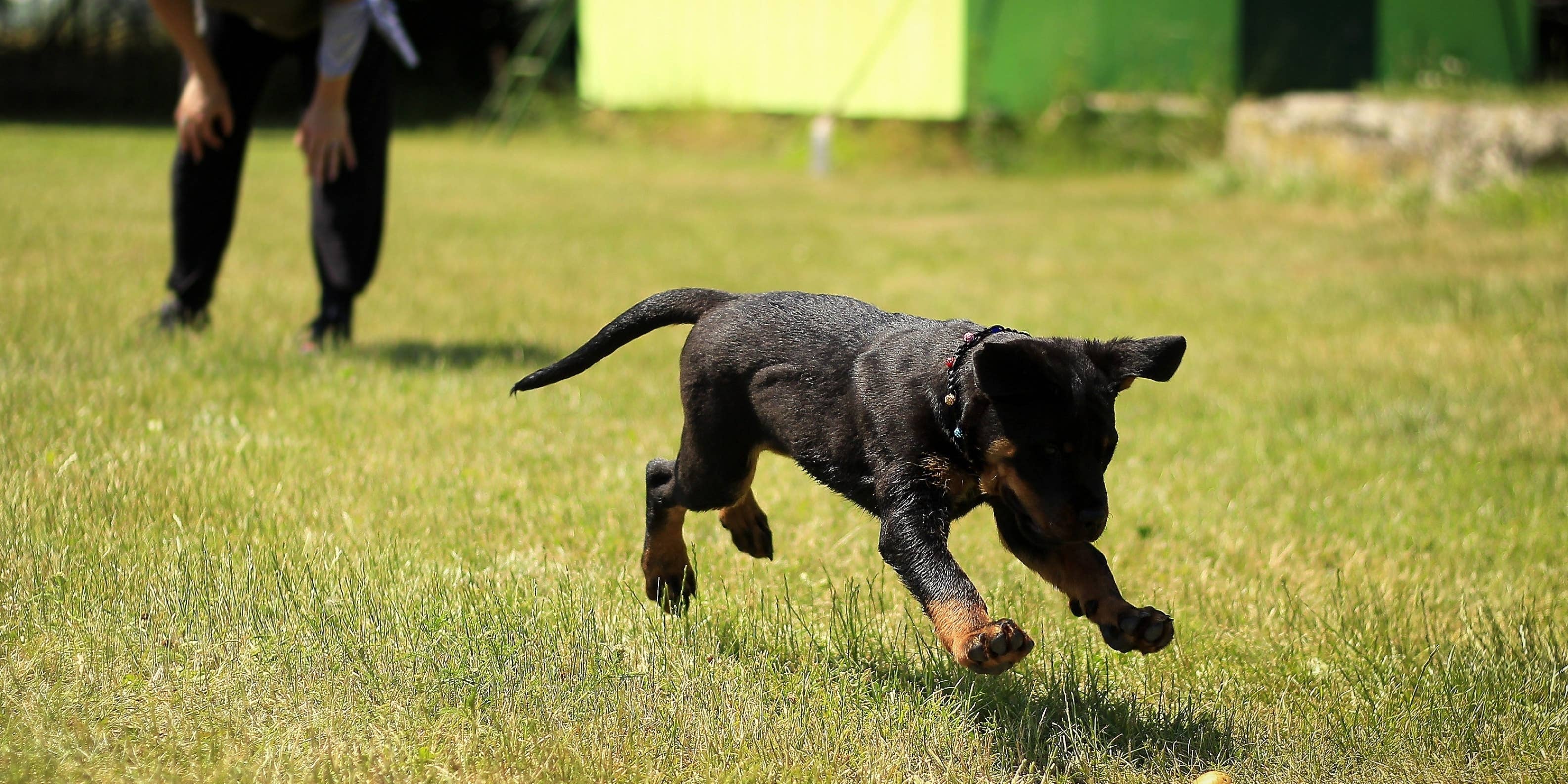 Dog Trainer Interview Questions
