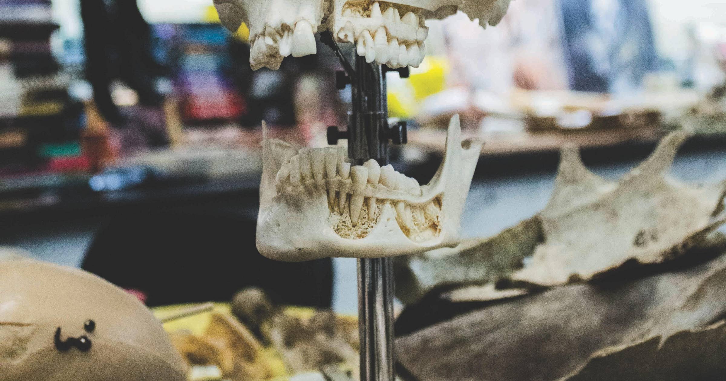 Forensic Anthropologist Interview Questions