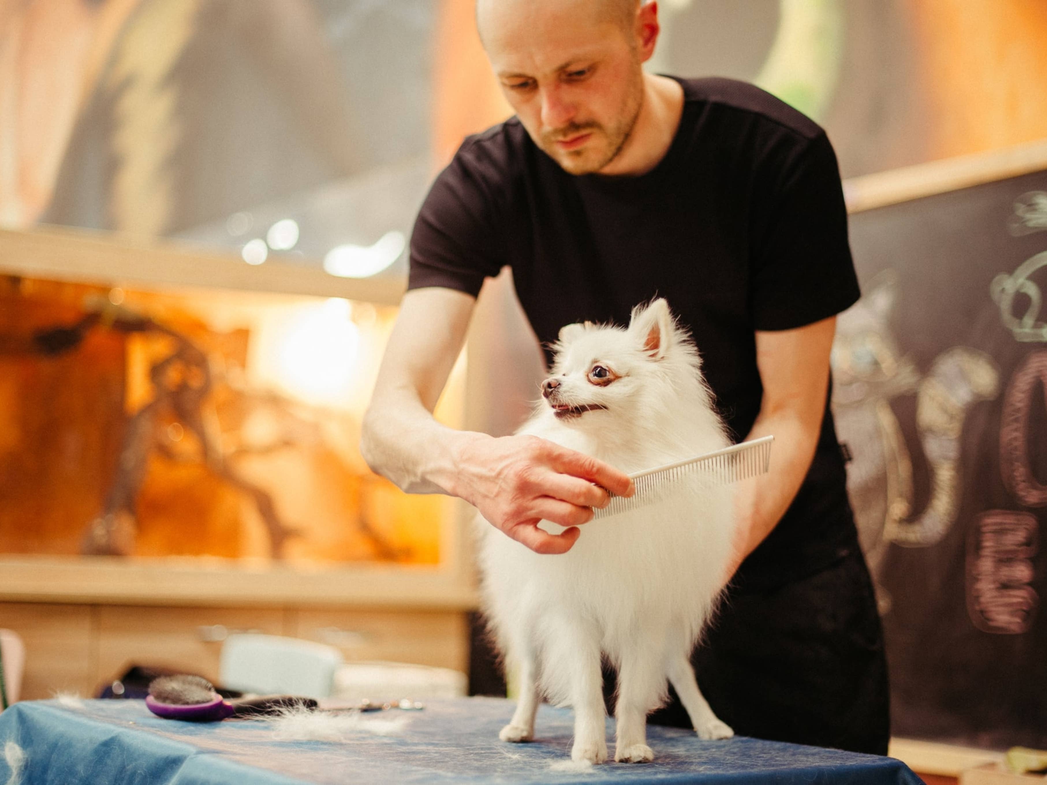 What Qualification Do You Need To Be A Dog Groomer