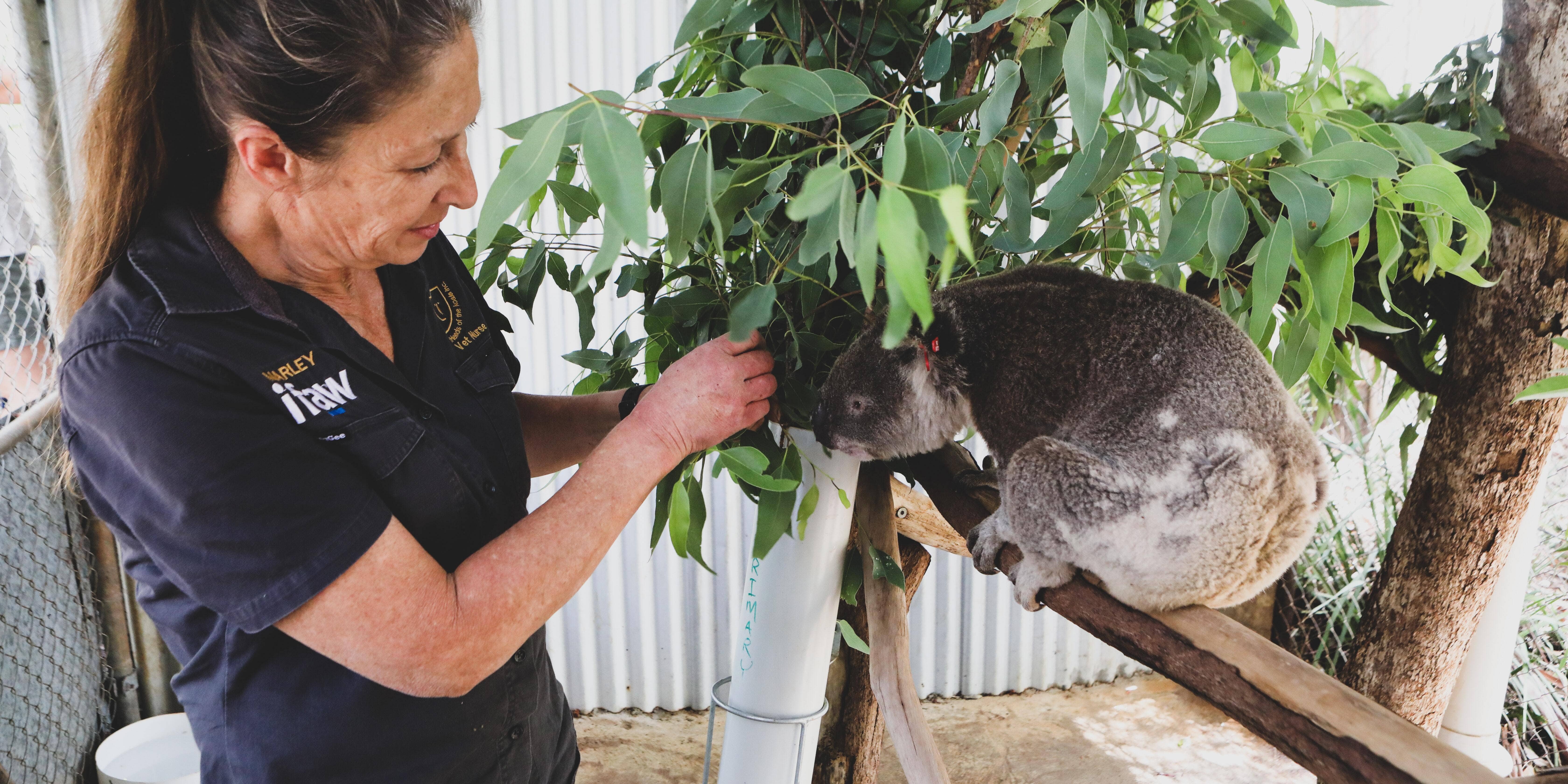 Veterinary Assistant Interview Questions