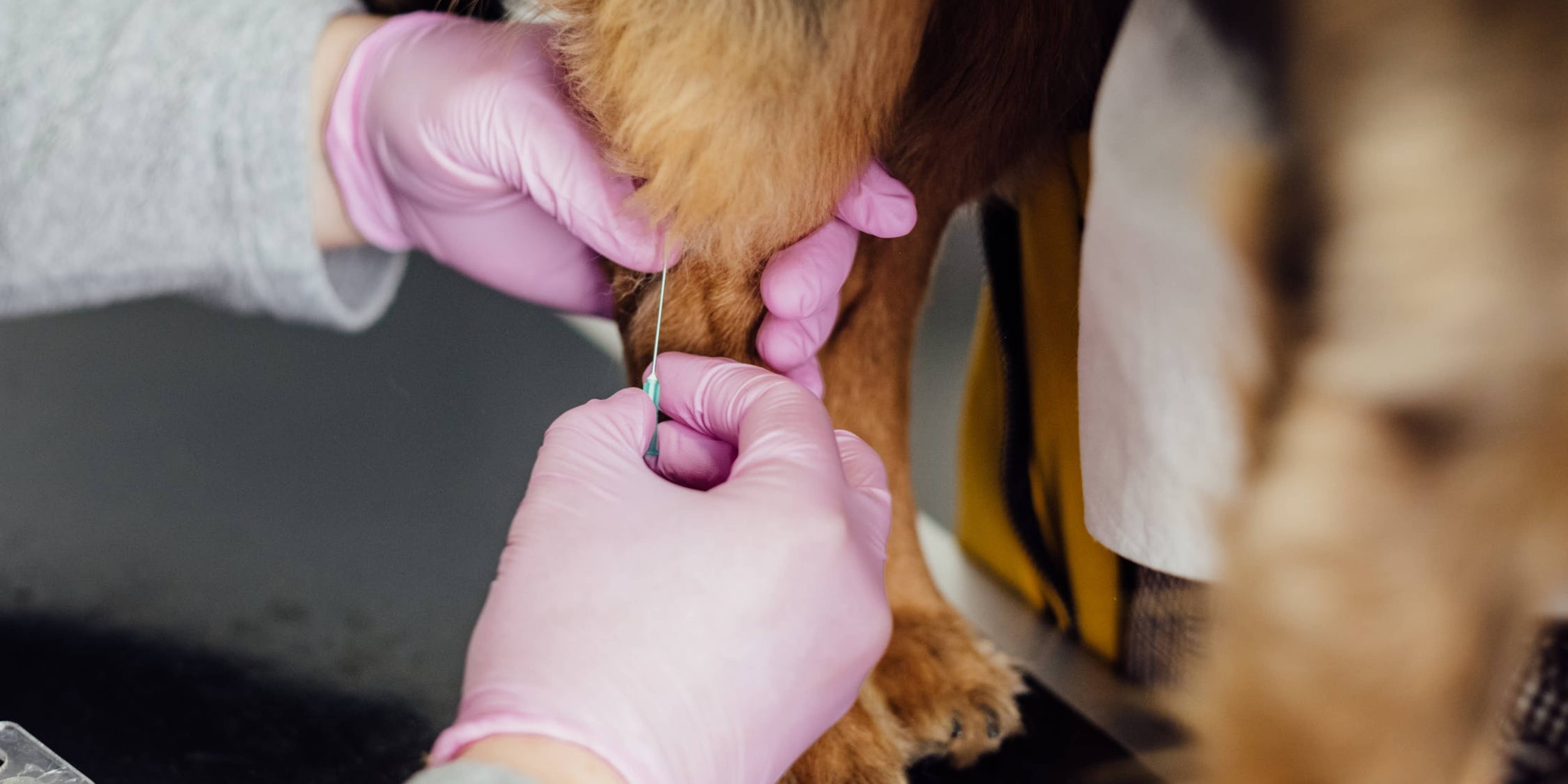 Veterinary Technician Job Description